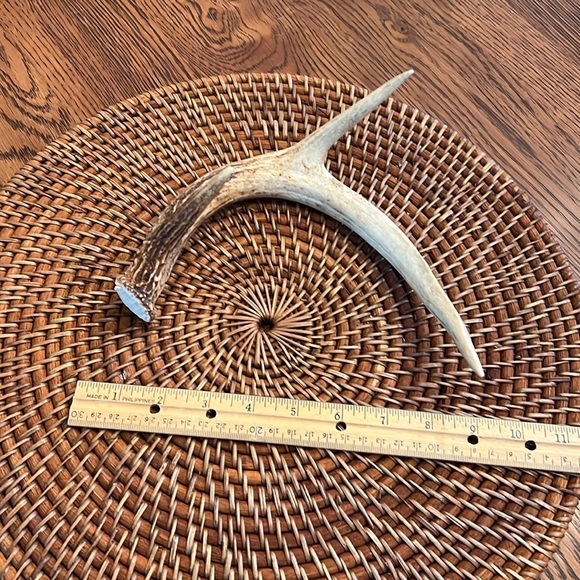 None | Holiday | Onesingle Whitetail Deer Antler | Poshmark